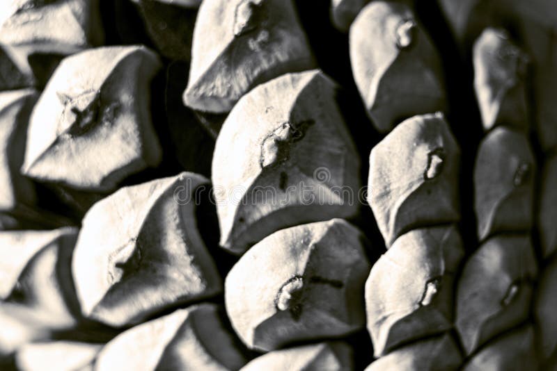 Cone Texture, Macro Photograph Stock Image - Image of photograph, cone ...