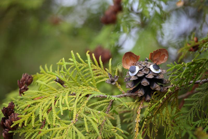 Cone Thuja Tree Forest Background Stock Photo - Image of cupressaceae ...
