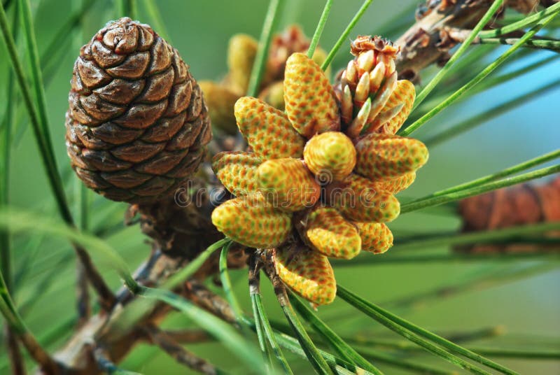 Microstrobilus or Pollen Cone or Male Cone of Pine Tree Scots Pine ...