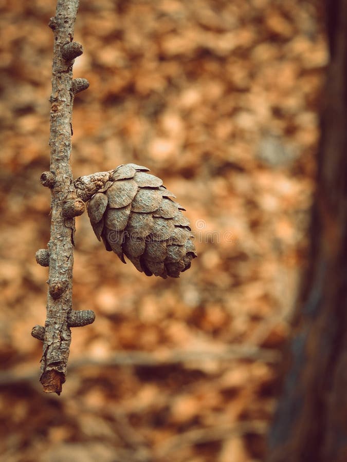 Cone on the Tree Branch in the Woods Stock Image - Image of cone ...