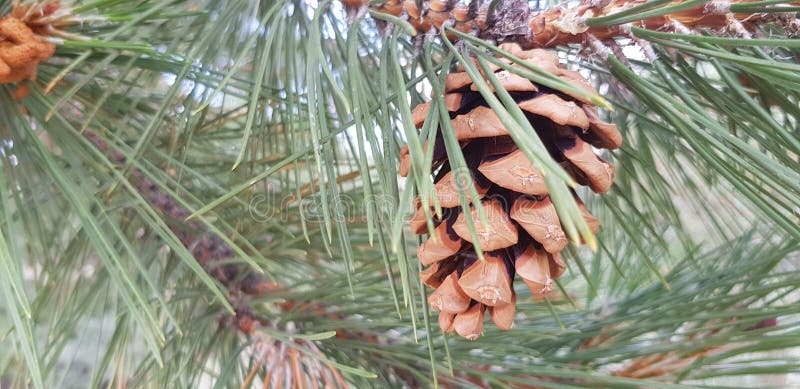 Cone Tree Bright Stock Photo Stock Photo - Image of frost, plant: 181418564
