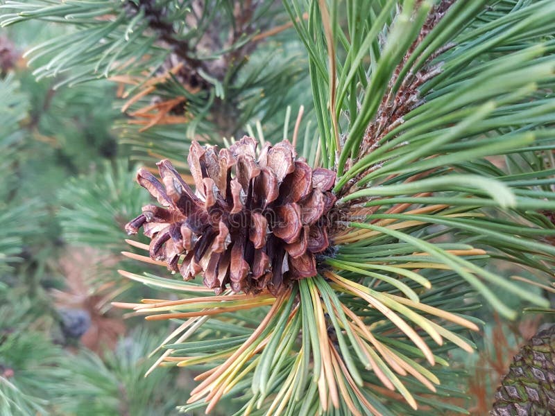 Cone tree nature stock image. Image of nature, tree, nice - 76702603