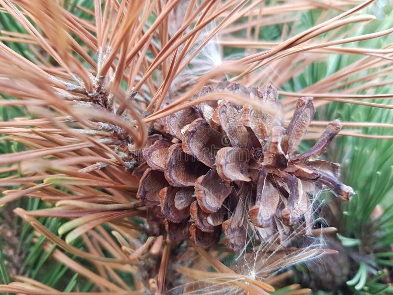 Cone tree photo stock photo. Image of tree, nature, nice - 76702678