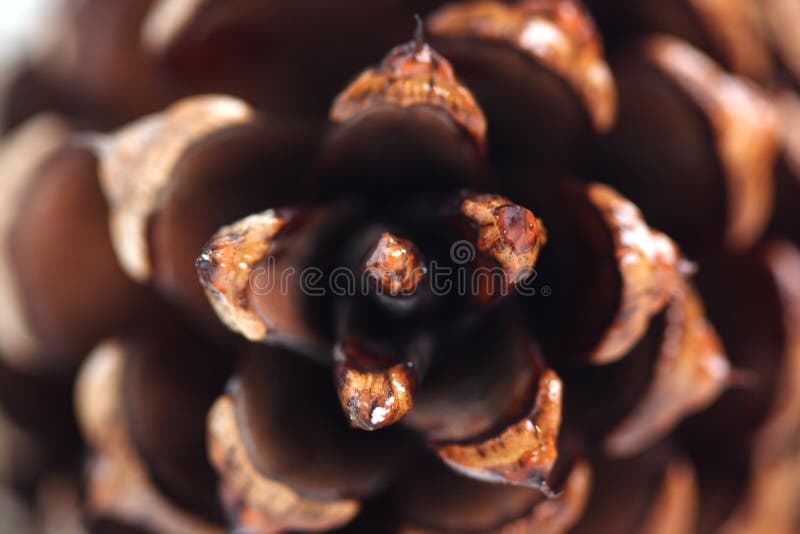 Cone on White Background - Studio Shot Stock Image - Image of ...