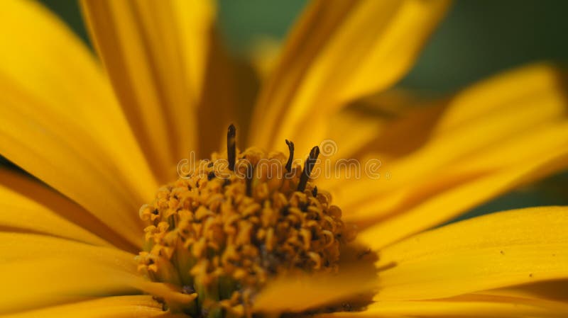 Cone Yellow Flower Close Up Stock Image - Image of fresh, gold: 97976155