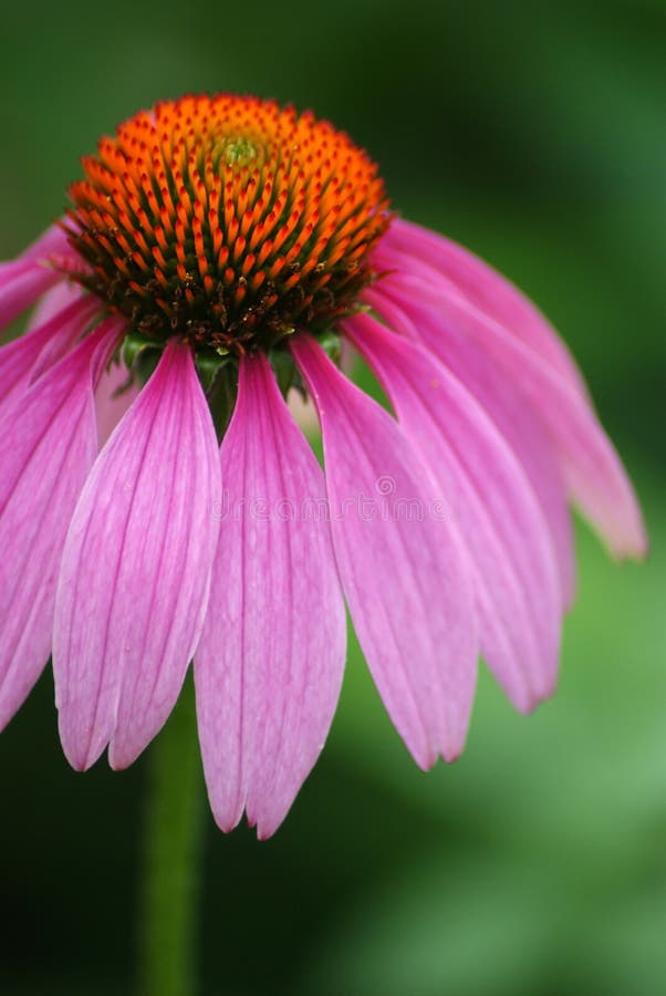 Coneflowers 4597 stock photo. Image of petals, stems, flowers - 4714740