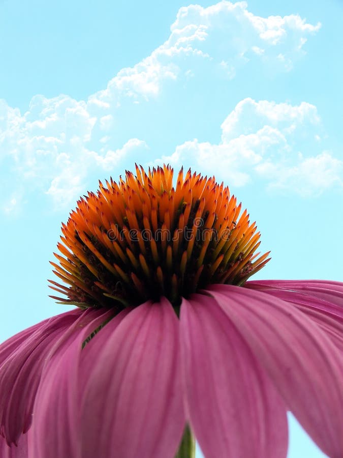 Coneflowers 4597 stock photo. Image of petals, stems, flowers - 4714740