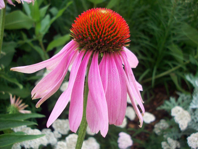 Red Stringy Flower Stock Photos - Free & Royalty-Free Stock Photos from ...