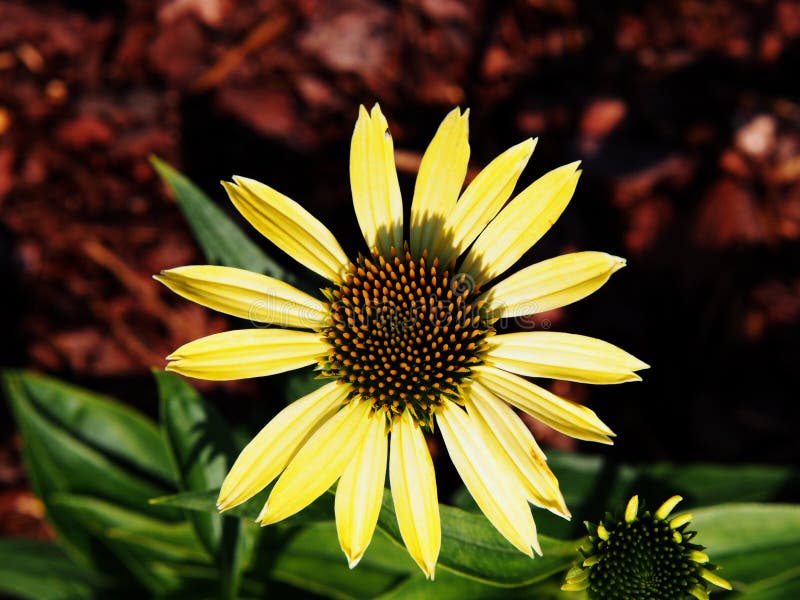 Coneflower Cleopatra stock image. Image of closeup, blossom - 75635527