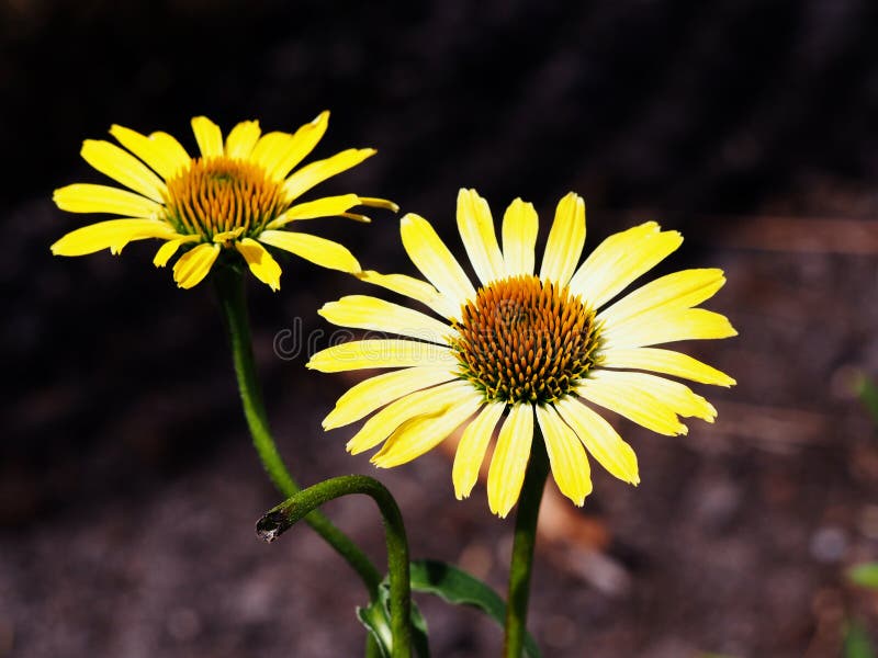 Coneflower Cleopatra stock image. Image of coneflower - 75635693