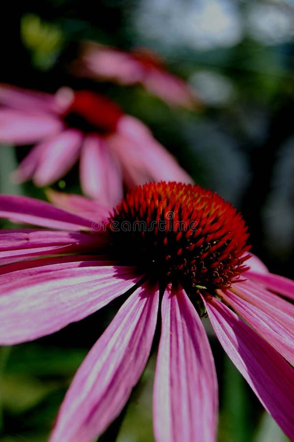 Coneflower (echinacea) stock photo. Image of coneflowers - 79788748