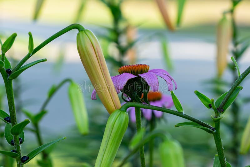 Coneflowers and Tiger Lilies are a Favorite Combo Stock Photo - Image ...