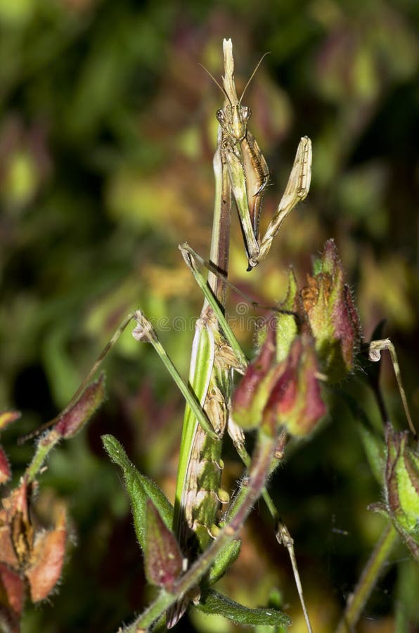 Conehead mantis stock photo. Image of female, camouflage - 20978612