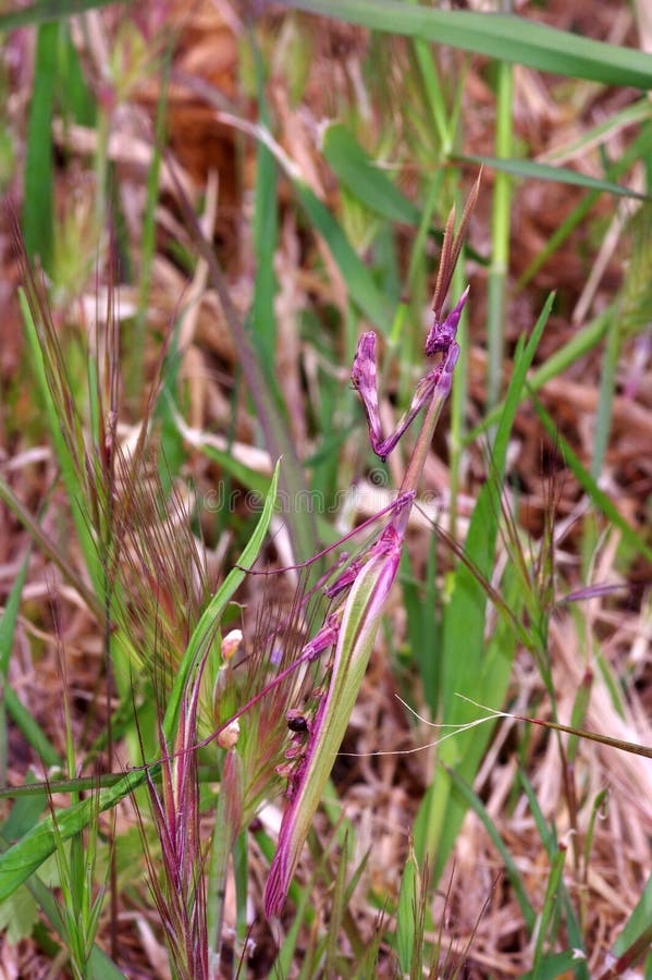Conehead Mantis stock photo. Image of conehead, preying - 91301802
