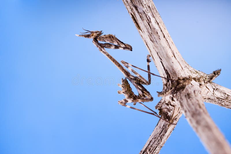 Conehead Mantis (Empusa Pennata) and Blue Sky Stock Image - Image of ...