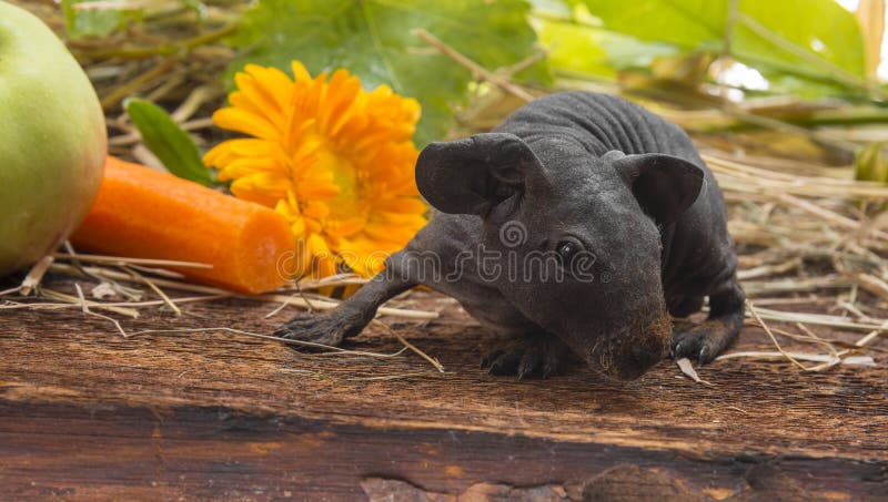 Cerdo Flaco, Conejillo De Indias Contra El Fondo Blanco Imagen de ...
