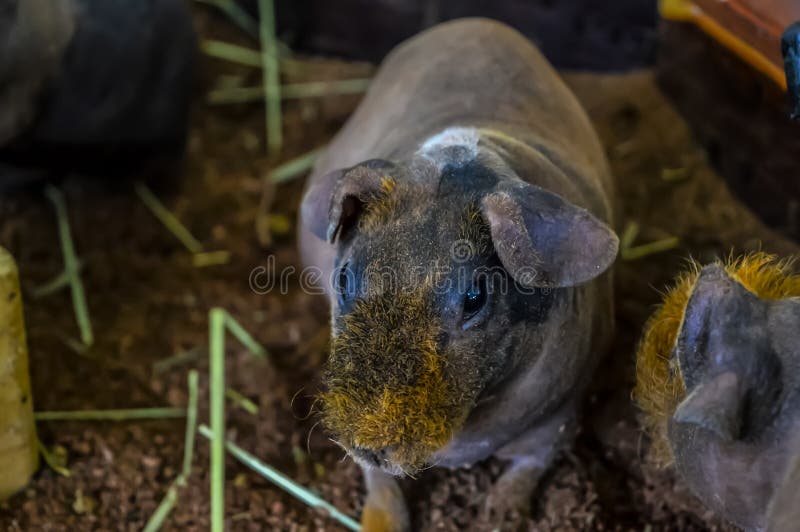 Conejillo de conejo foto de archivo. Imagen de imagen - 192619544