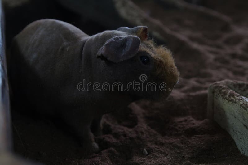 Â€ Flaco Del Cerdo “el Conejillo De Indias Sin Pelo Imagen de archivo ...