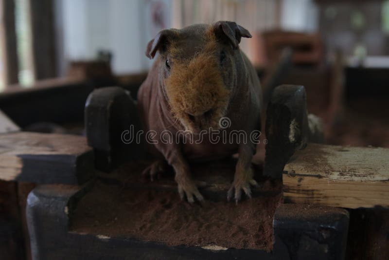 Conejillos De Indias Sin Pelo O Cerdo Flaco Imagen de archivo - Imagen ...