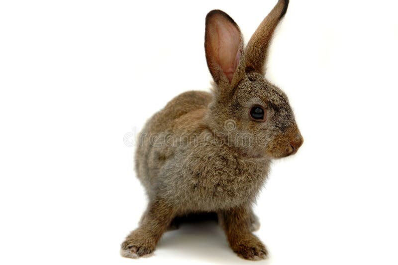 Conejito foto de archivo. Imagen de animal, golpeador, blanco - 284070