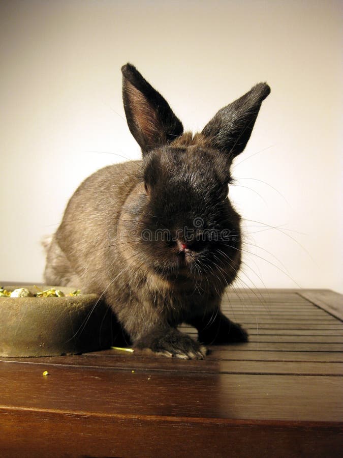 Conejito lindo 2 imagen de archivo. Imagen de mascota - 6622085
