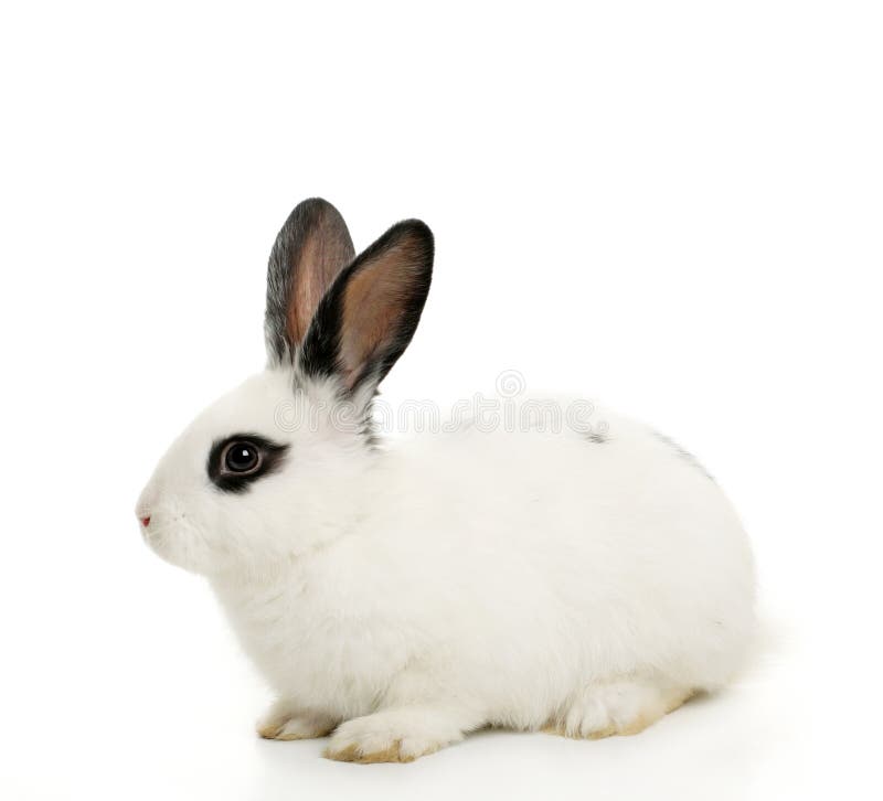 Conejito lindo foto de archivo. Imagen de lindo, conejito - 4507016