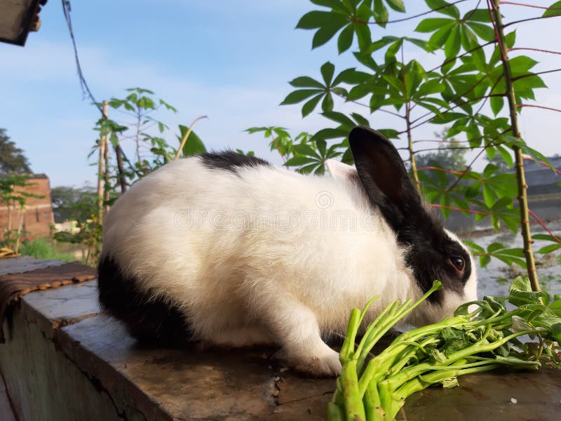 Conejito Pandeado Desayunando Foto de archivo - Imagen de conejito ...