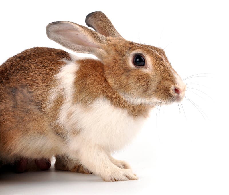 Conejo imagen de archivo. Imagen de relaje, insectos - 10944663