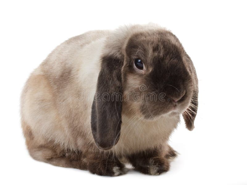 Conejo. foto de archivo. Imagen de enano, blanco, purebred - 17585894