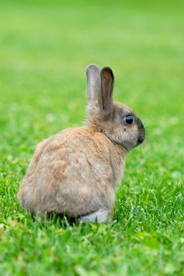 Conejo foto de archivo. Imagen de bichos, cocina, conejo - 3551336