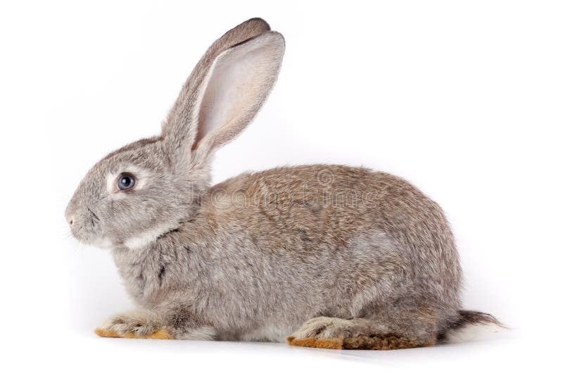 Perfil De Un Conejo Gris Fotos - Libres de Derechos y Gratuitas de ...