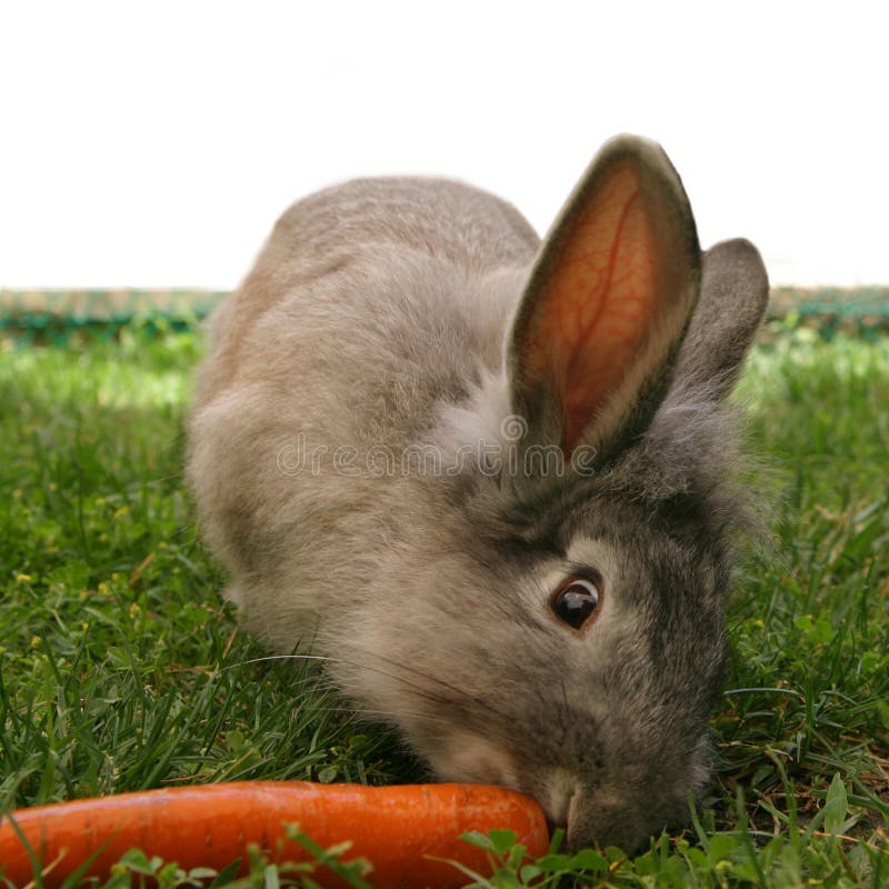 Conejo_5429 stock photo. Image of animals, outdoors, look - 1312482