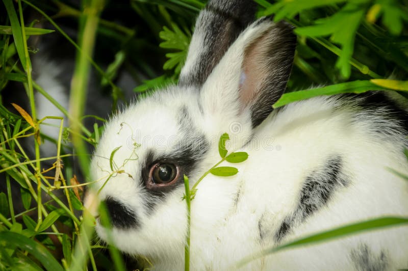 1,634 Conejo Asustado Fotos - Libres de Derechos y Gratuitas de Dreamstime