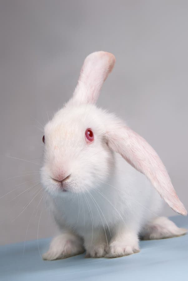Conejos blancos imagen de archivo. Imagen de gemelos, junto - 5529691