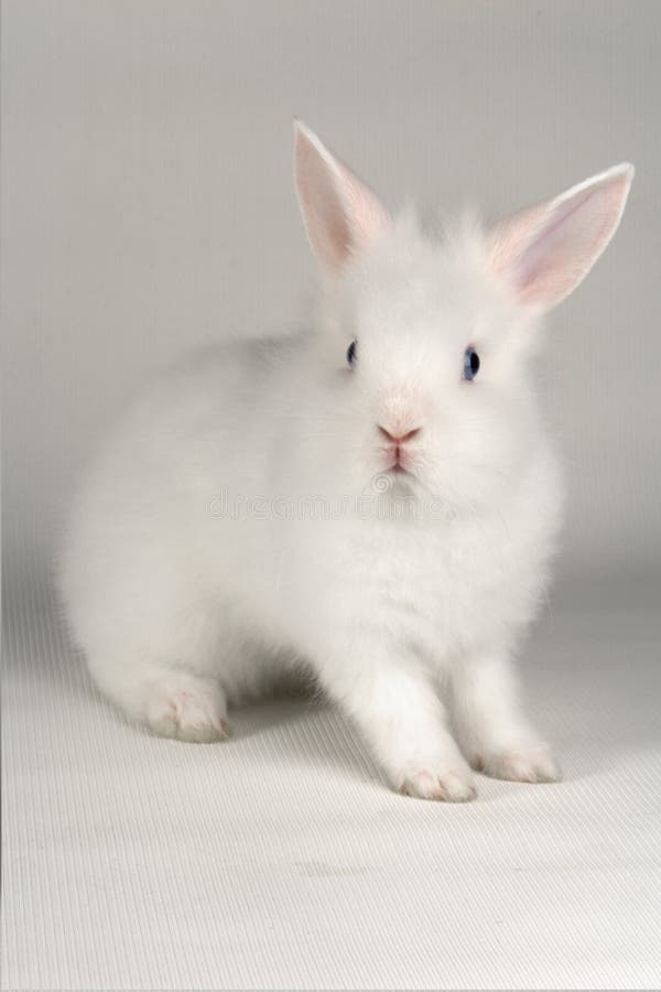 Conejo Blanco Con Manchas Negras Sobre Sus Patas Traseras Aisladas En ...