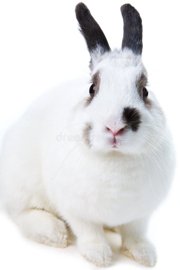 Conejo Negro Y Conejo Del Blanco Aislado Imagen de archivo - Imagen de ...