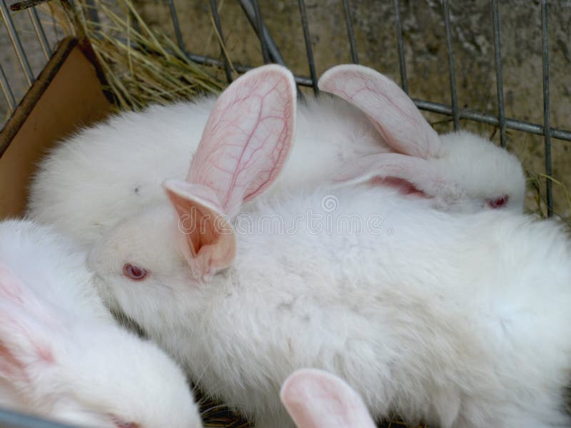 Conejo Blanco Con Los Ojos Rojos Imagen de archivo - Imagen de pelo ...