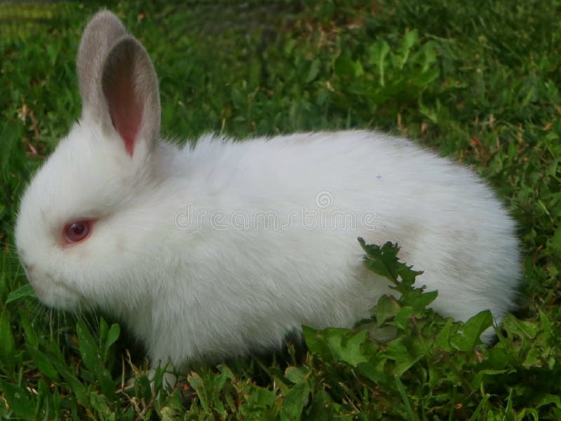 Conejo Blanco Con Ojos Rojos En La Hierba Imagen de archivo - Imagen de ...