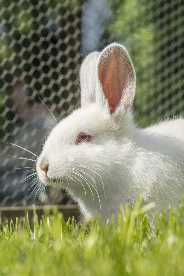 316 Conejo Del Albino Fotos de stock - Fotos libres de regalías de ...