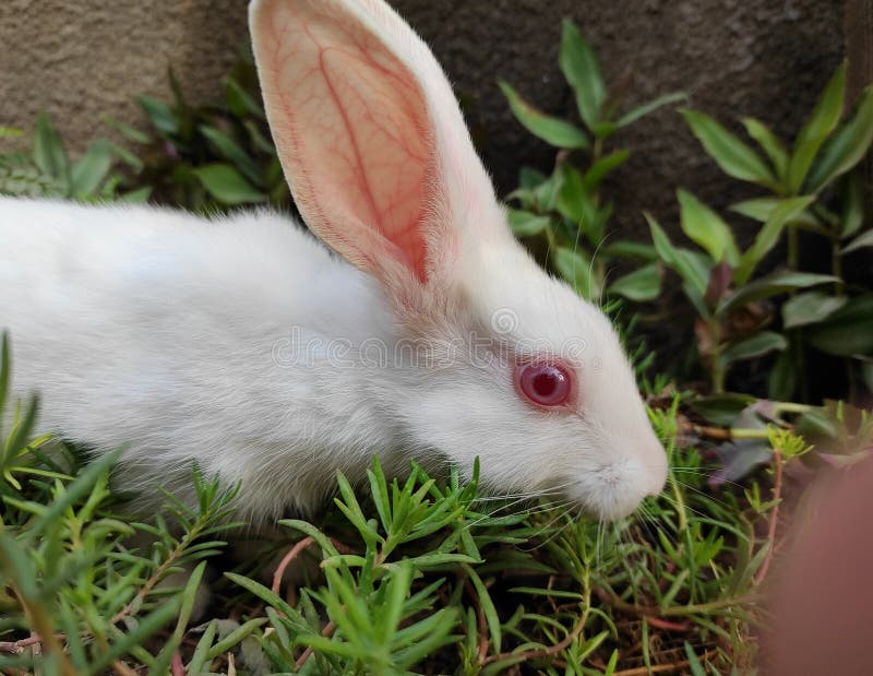 Conejo Blanco Indio Con Ojos Rojos Y Orejas Largas. Foto de archivo ...