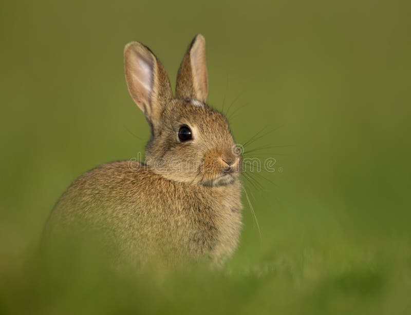 Conejo Común (cuniculus Del Oryctolagus) Imagen de archivo - Imagen de ...