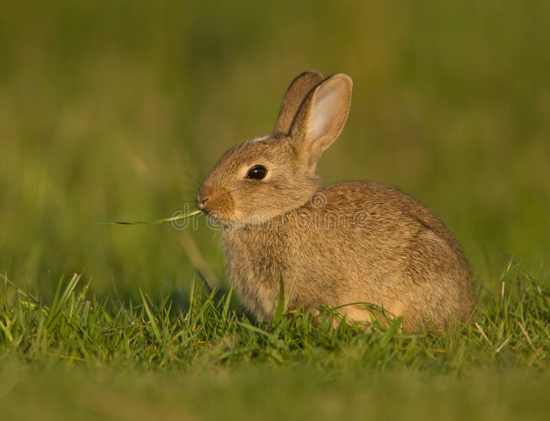 Conejo Común (cuniculus Del Oryctolagus) Foto de archivo - Imagen de ...