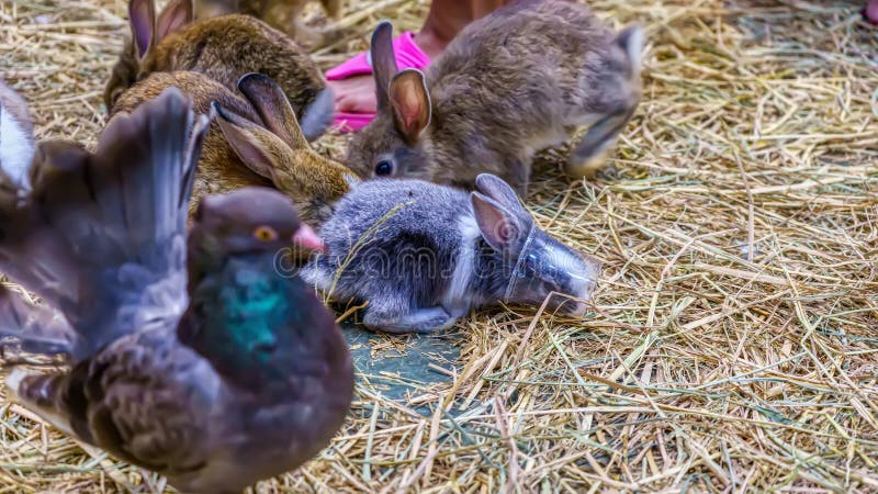 Conejo comer alimentos foto de archivo. Imagen de encantador - 213427192