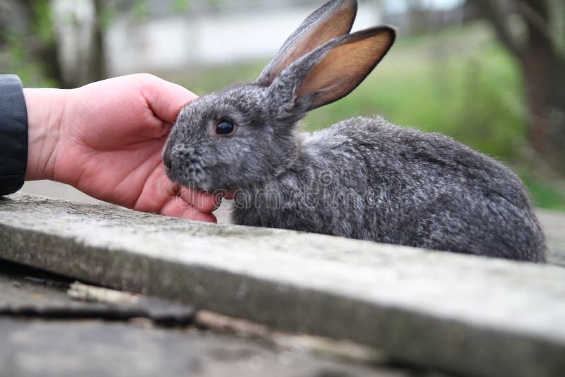Conejo con la mano imagen de archivo. Imagen de granja - 49057591
