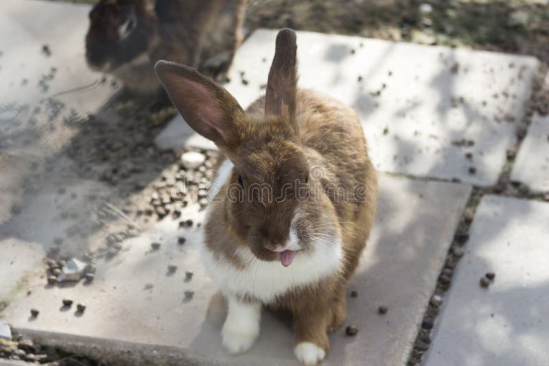Conejo De Conejito En La Granja Imagen de archivo - Imagen de vida ...