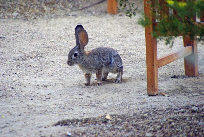 Conejo De Conejo De Rabo Blanco Del Desierto Foto de archivo - Imagen ...
