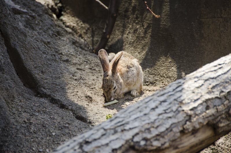 Conejo De Conejo De Rabo Blanco Del Desierto Foto de archivo - Imagen ...