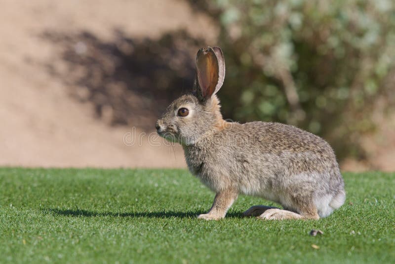 Conejo De Rabo Blanco Del Desierto, Audubonii Del Sylvilagus Foto de ...