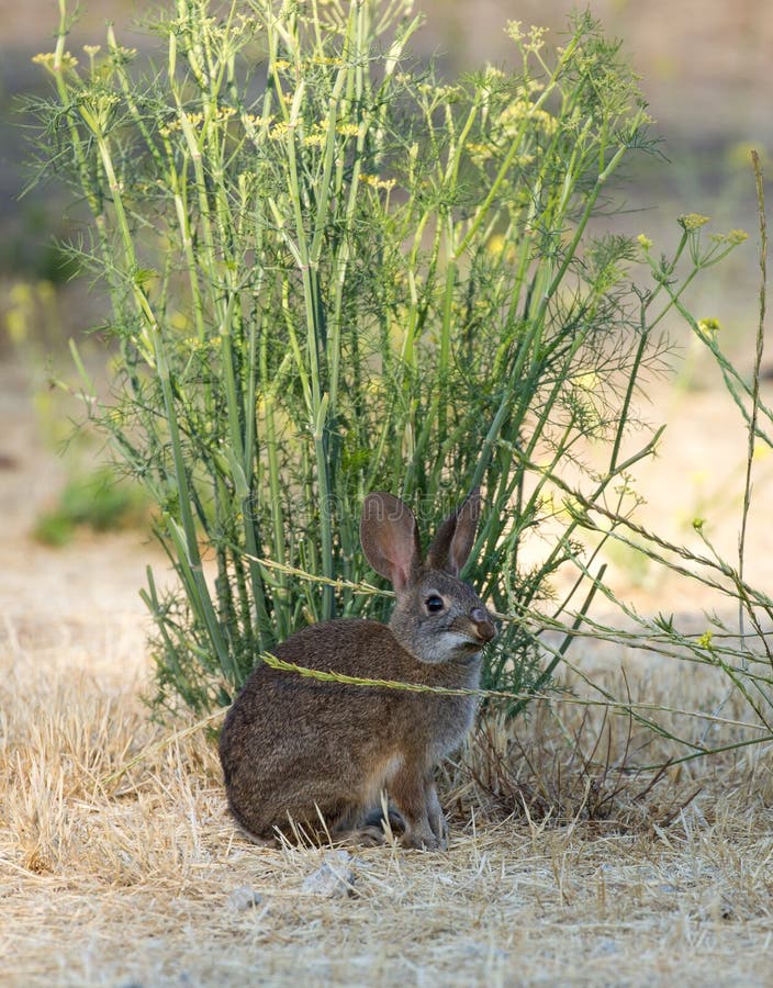 Conejo De Conejo De Rabo Blanco - Sylvilagus Foto de archivo - Imagen ...