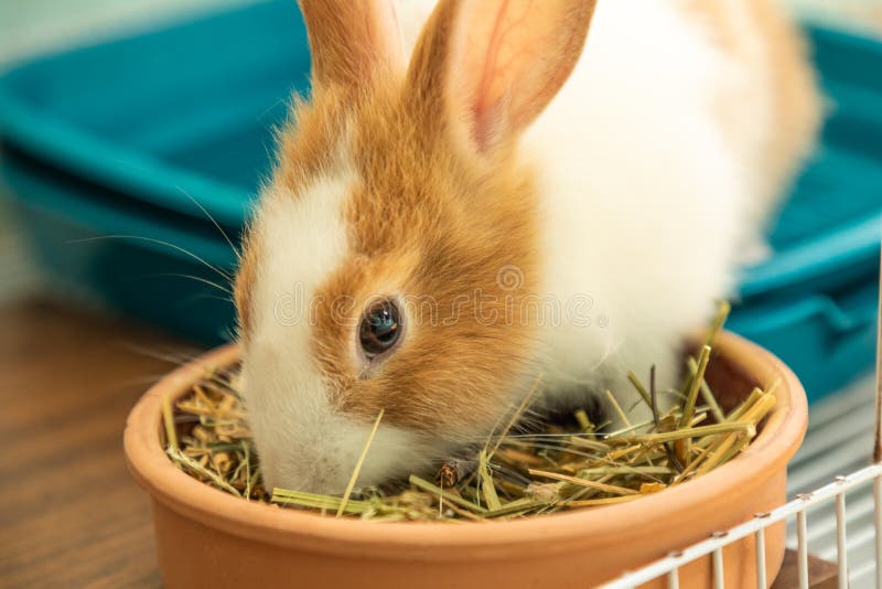 Conejo De 3 Meses Comiendo Comida Para Heno Imagen de archivo - Imagen ...